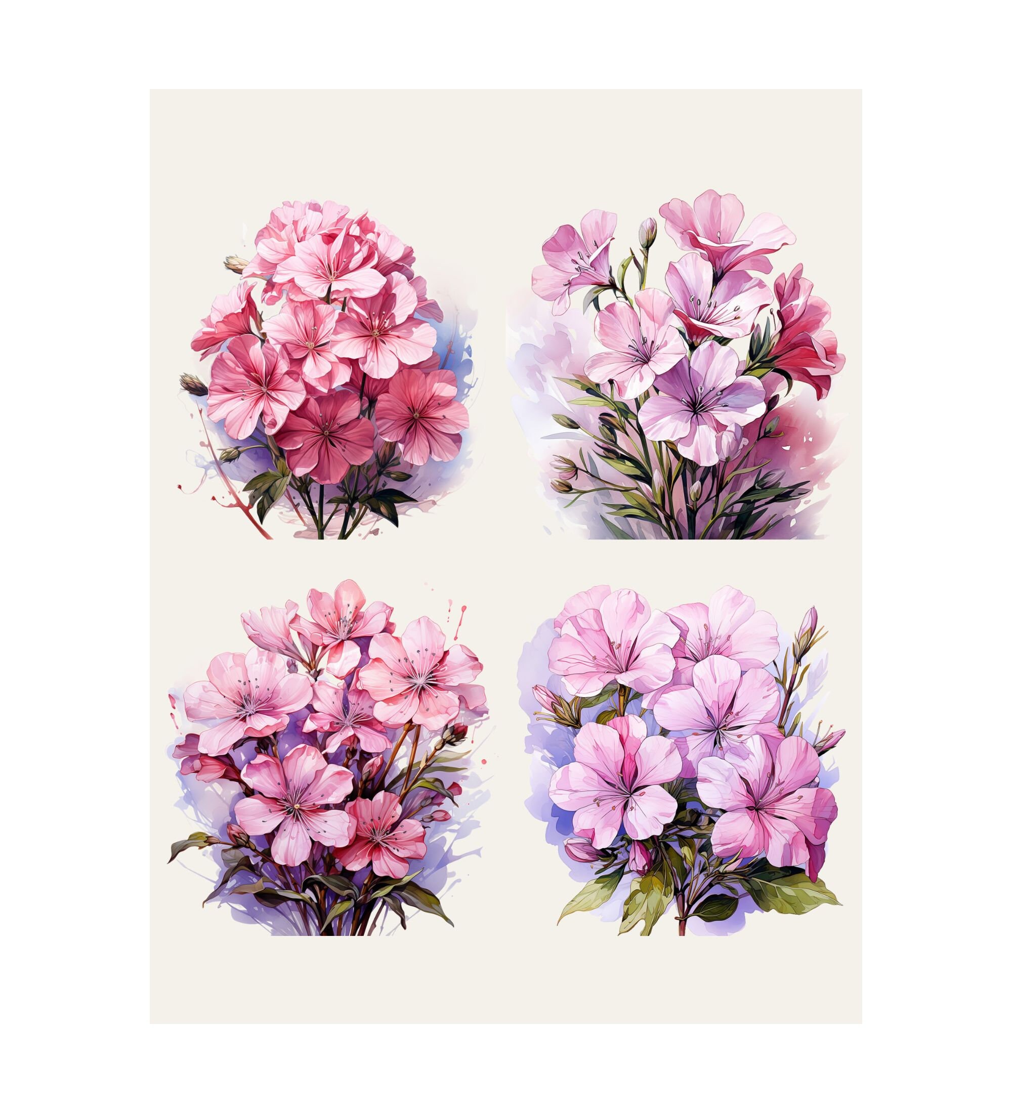 Watercolor Phlox Clipart | Flower Collection - 10 Digital PNG Flowers ...