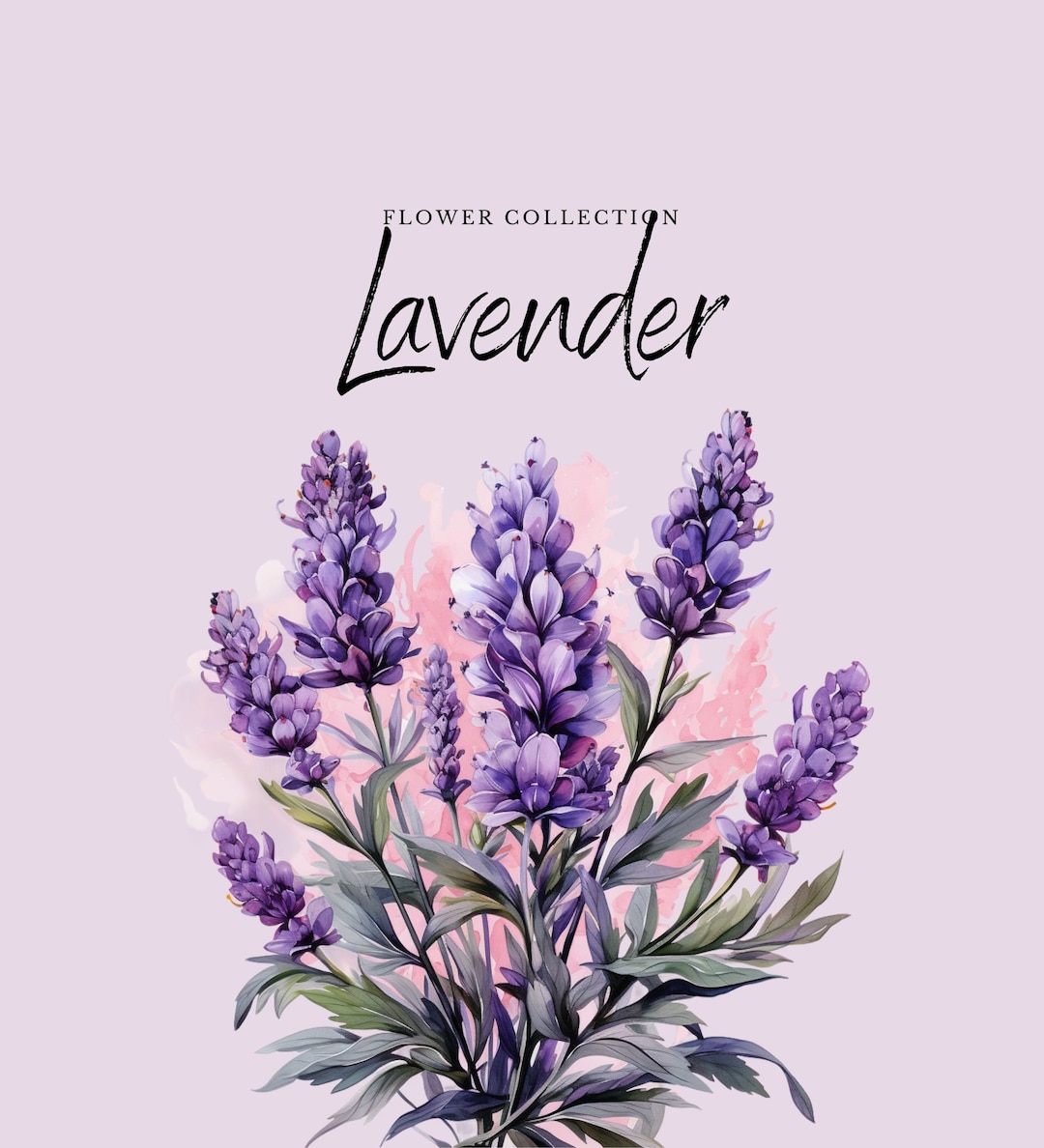 Watercolor Lavender Clipart | Flower Collection - 10 Digital PNG ...