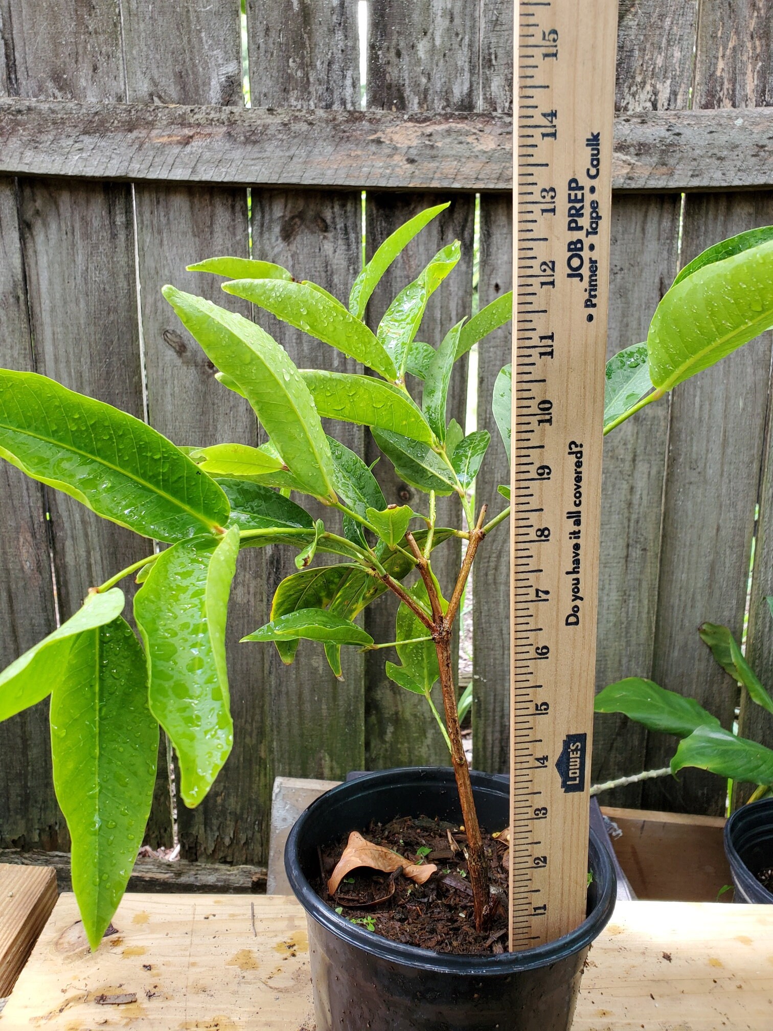 Java Apple Plant, Semarang Rose Apple, Wax Jambu, Chom Pu Kam Mam. We ...