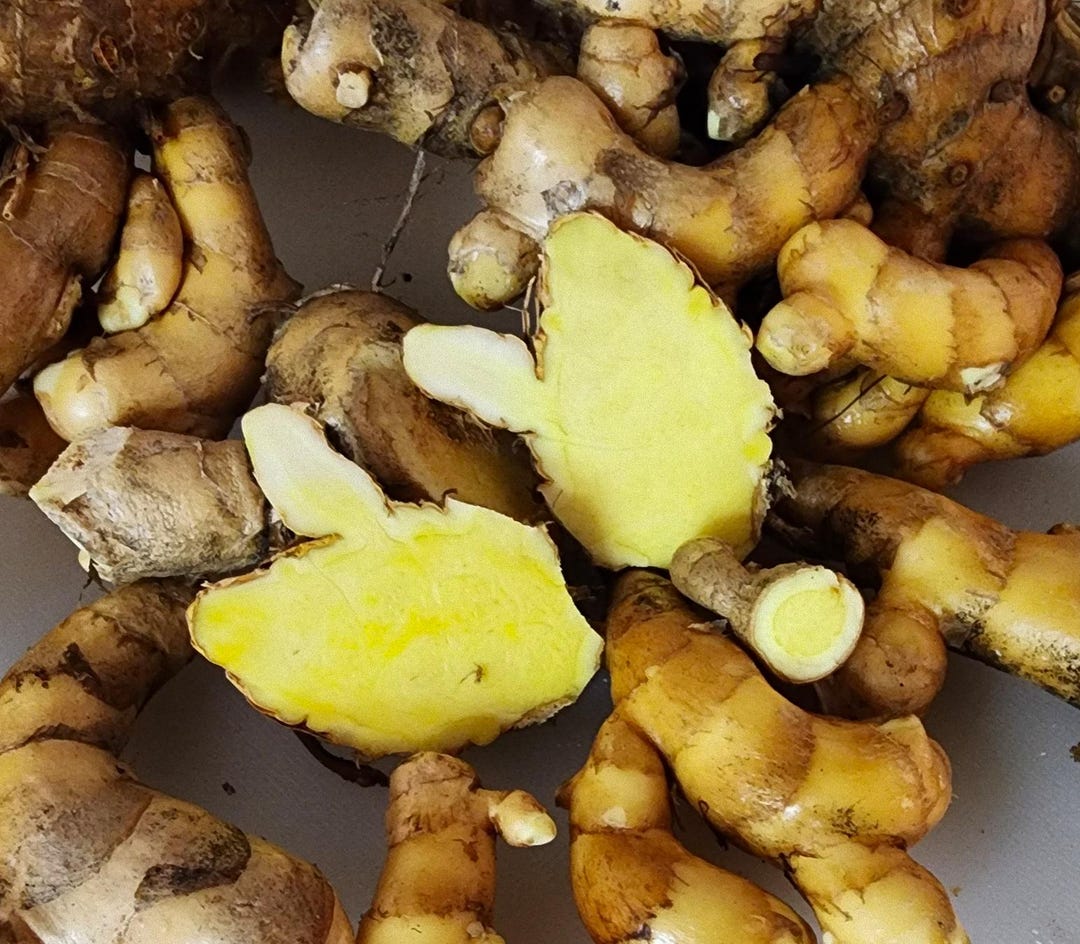 Fresh Mango Ginger, Curcuma Amada,amragandha Maamidi Alla, Rare Spice ...