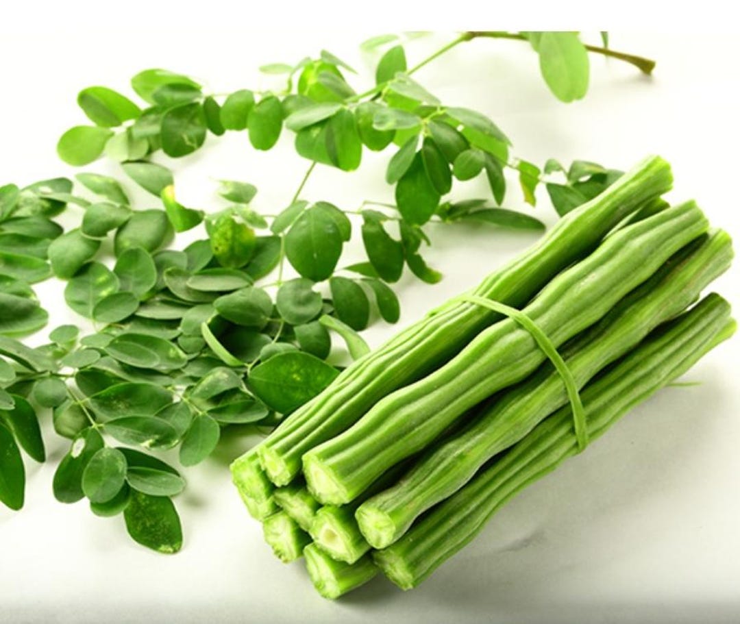 12" Tall Moringa Oleifera, Moringa, Drumstick Tree, Malunggay, Sajjan ...