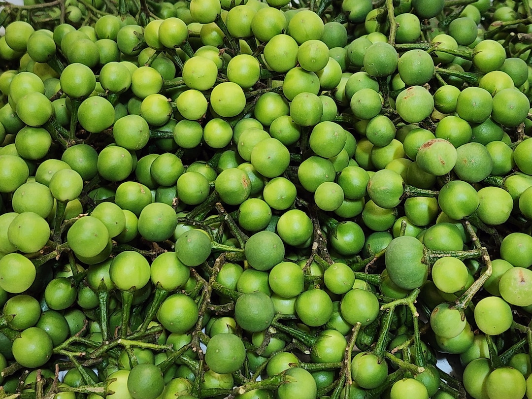 Fresh Thai Pea Eggplant, Zanmoret, Pea Eggplant *FREE SHIPPING* - Etsy