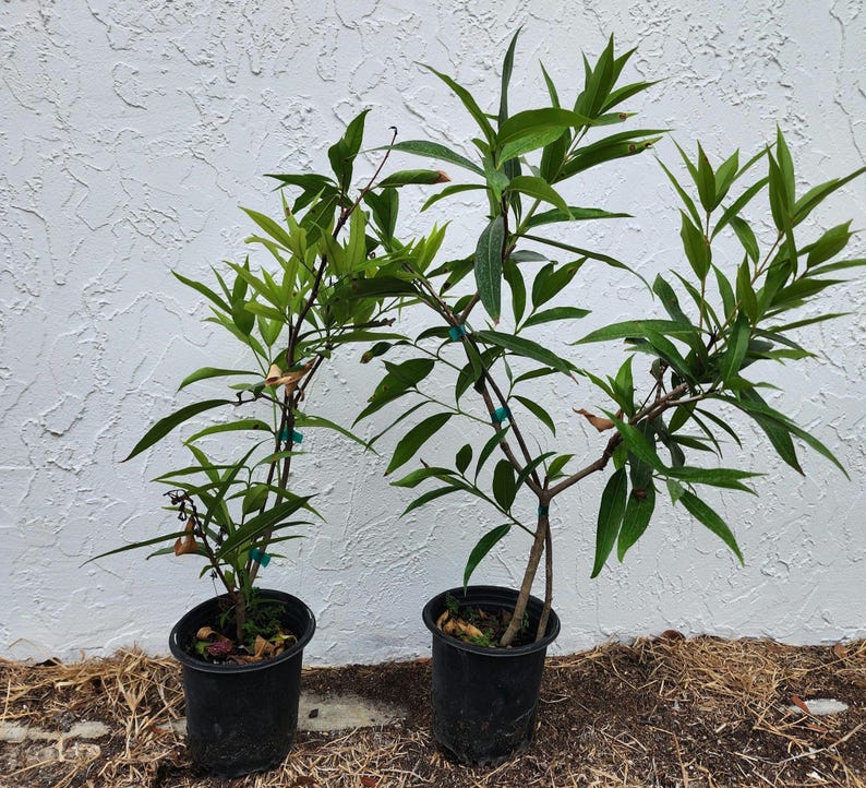 Rose Apple Live Tree | Fragrant Tropical Fruit Plant, Exotic Edible ...