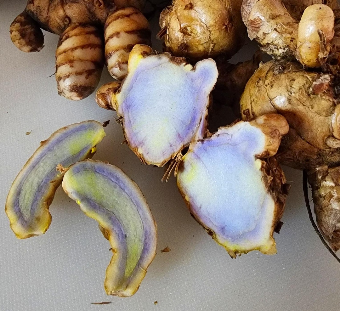 Fresh Rare Turmeric Rhizomes, Purple Color Grown in Florida - Etsy