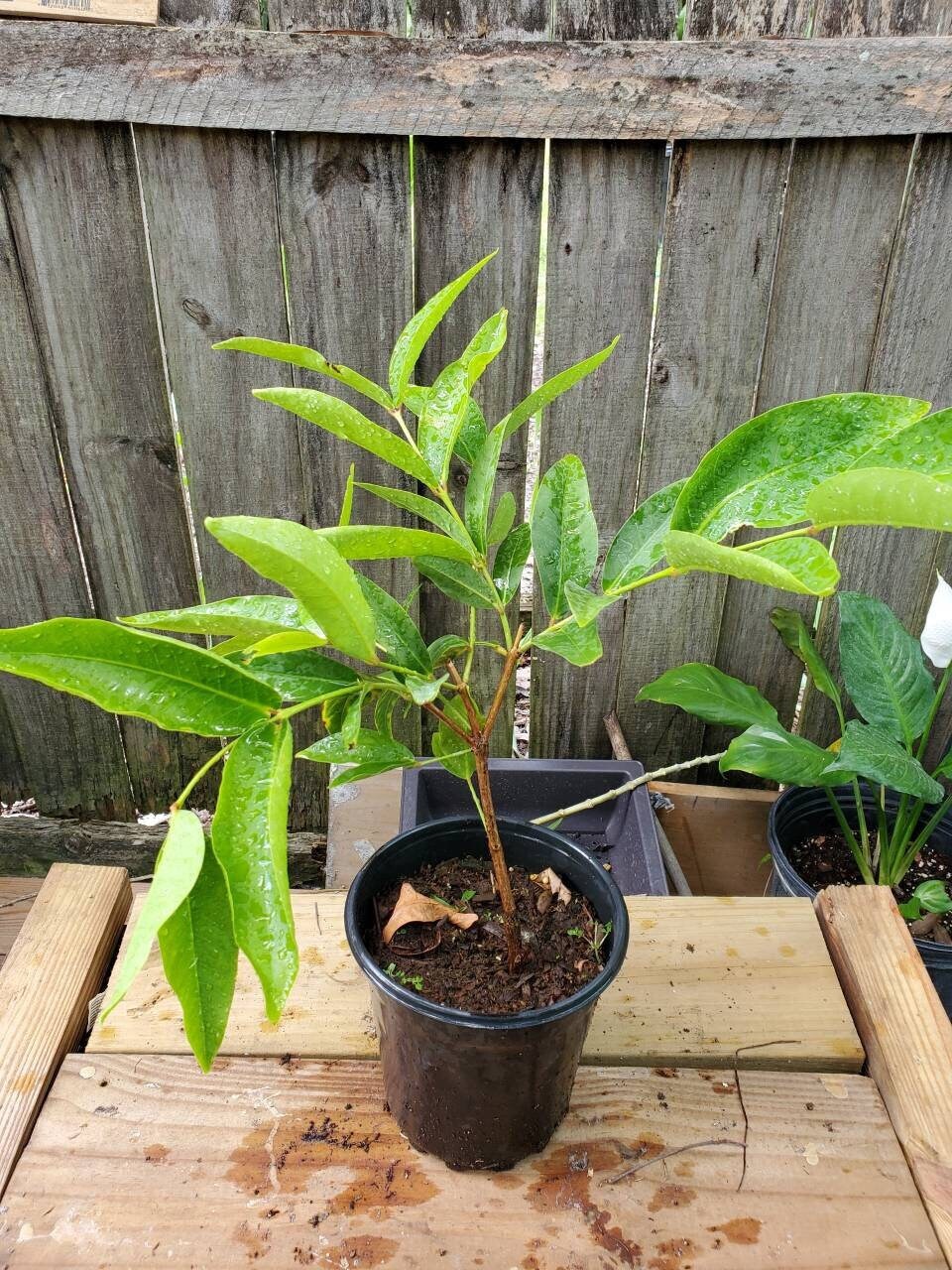 Java Apple Plant, Semarang Rose Apple, Wax Jambu, Chom Pu Kam Mam. We ...