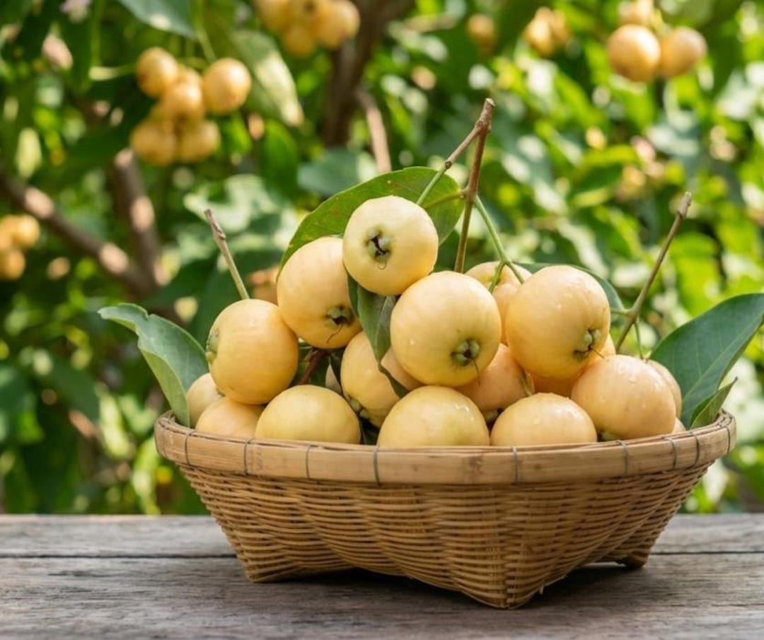 Rose Apple Live Tree | Fragrant Tropical Fruit Plant, Exotic Edible ...