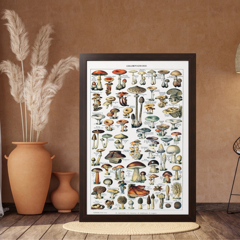 Mushroom Poster - Etsy