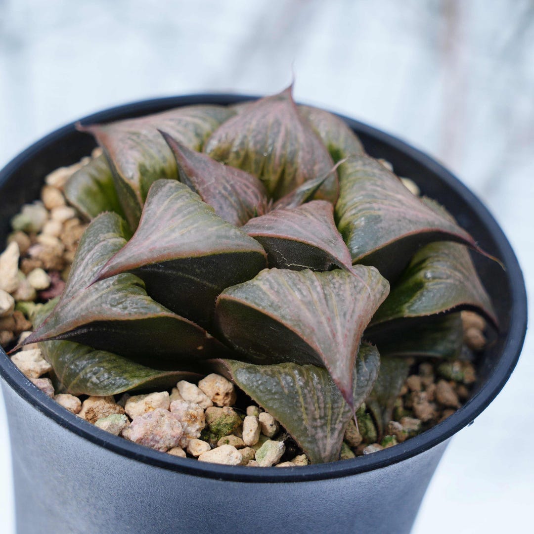 LIVE Plants Haworthia Badia Liangzi | Low-maintenance Indoor & Gift ...