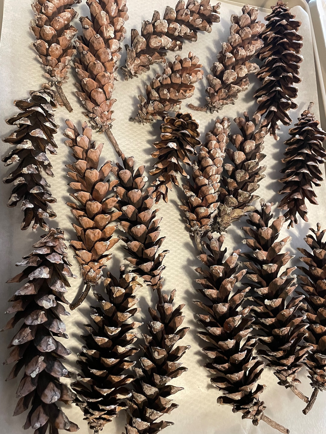 25 Eastern White Pine Pinecones Extra Large Organic - Etsy