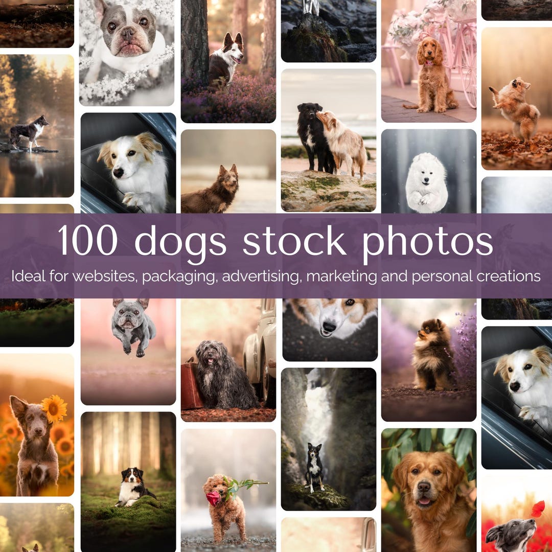 100 Dog Photos - Image Pack, Branding, Advertising, Marketing, Web ...