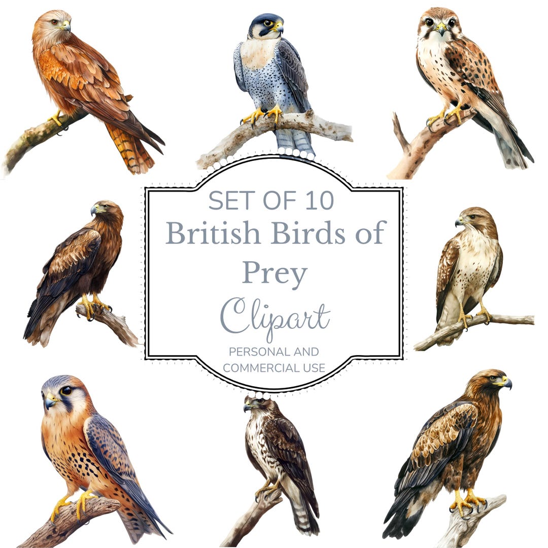 British Birds of Prey Clip Art. Watercolour. Transparent Image ...