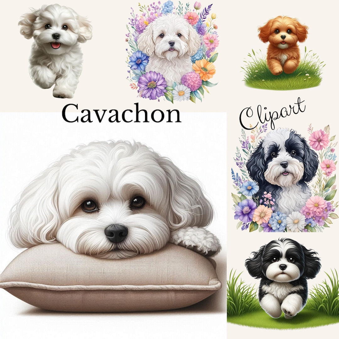 Cavachon Clip Art Pack. Transparent Digital Downloads - Etsy