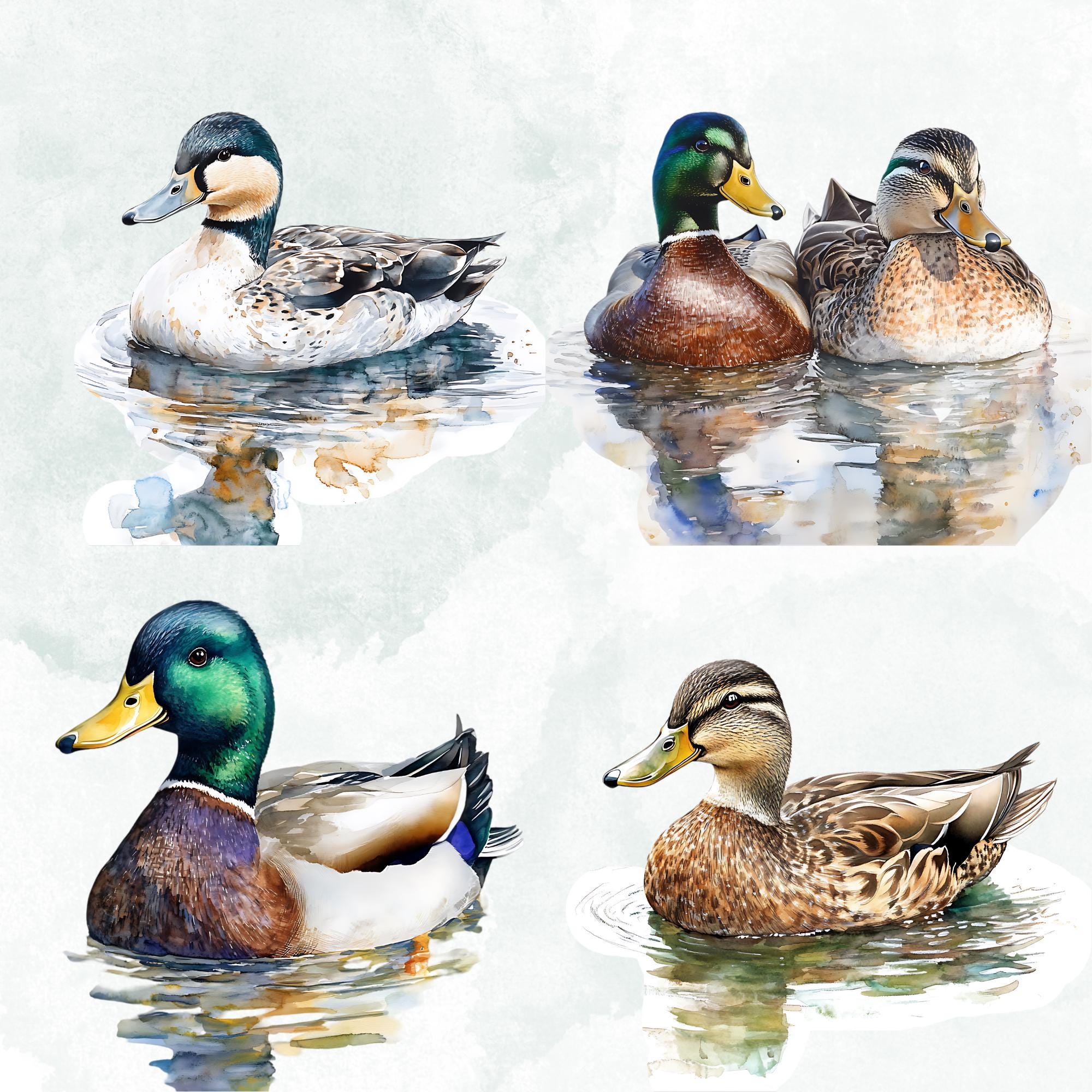 On the Duck Pond Clip Art. Watercolour. Ducks. Waterbirds, Transparent ...