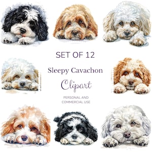 Sleepy Cavachon Clip Art. Watercolour. High Resolution Images ...