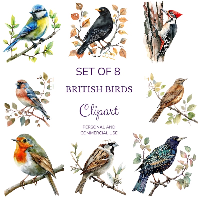 British Bird Watercolor Clipart: Transparent Images (digital Download ...