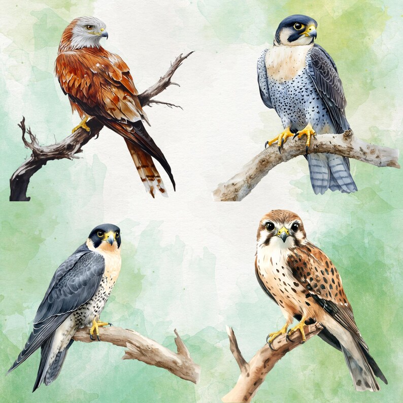 British Birds of Prey Clip Art. Watercolour. Transparent Image ...