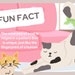 50 Printable Fun Fact Cards for Kids, Instant Download Fun Fact Cards ...