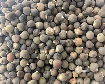 Okra Plant Seeds 25 Seeds Free Shipping - Etsy