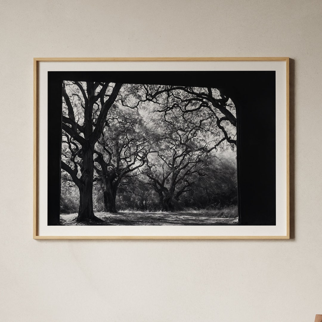 Black and White Tree Photography Print (digital Download) - Etsy