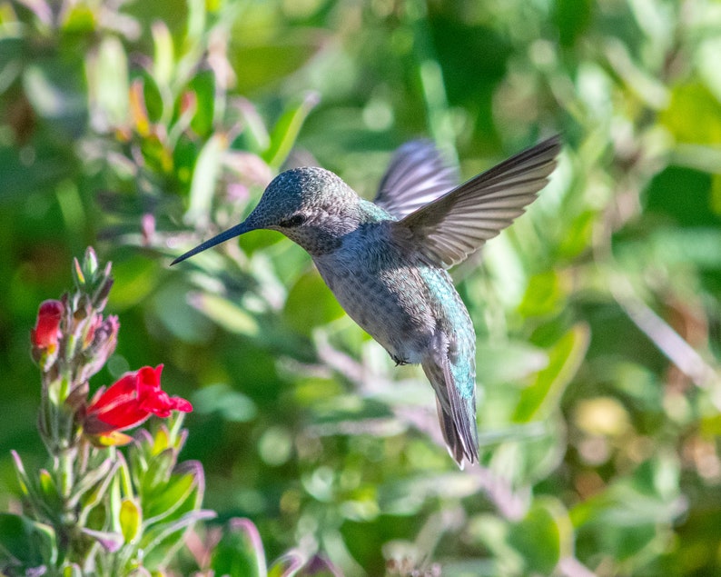 Anna's Hummingbird Near Flower - Etsy