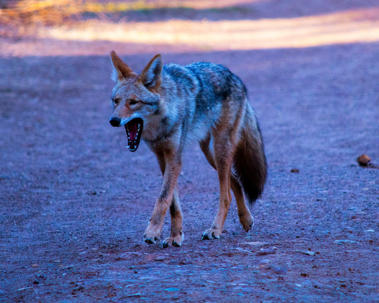 Coyote at Dusk - Etsy