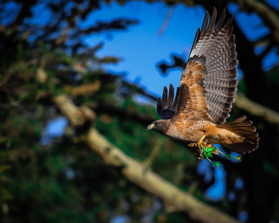 Red-tailed Hawk in Flight With Gopher - Etsy