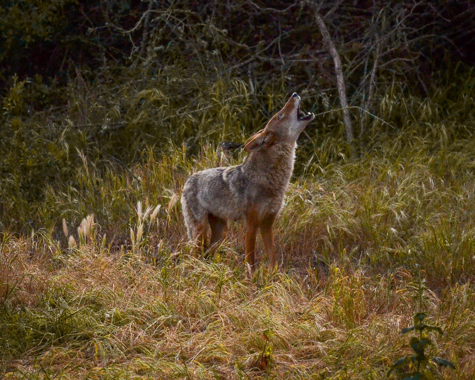 Coyote Howling - Etsy