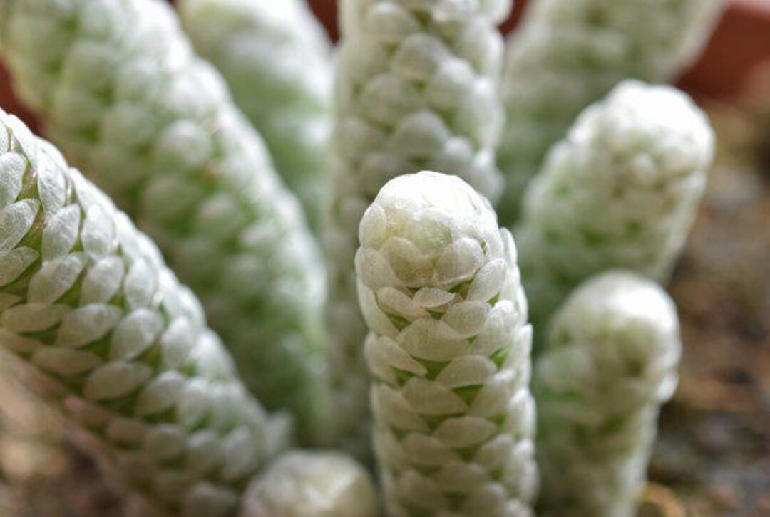 20x Avonia Papyracea Succulent Seeds, Rare Plant Seeds, Avonia Seeds ...