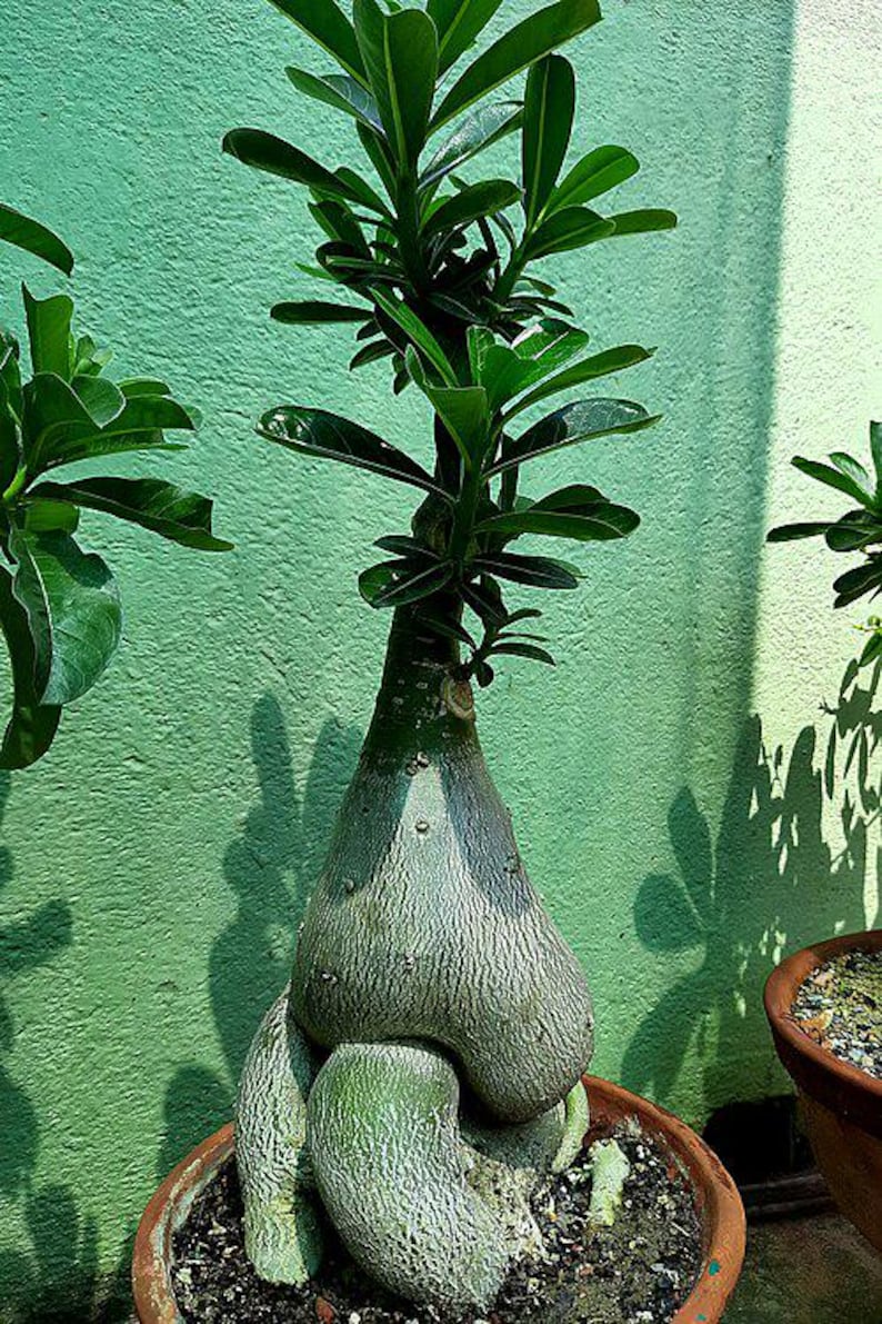 10 X Adenium Obesum Seed (desert Rose), Mixed Colors, Caudex Plant. - Etsy