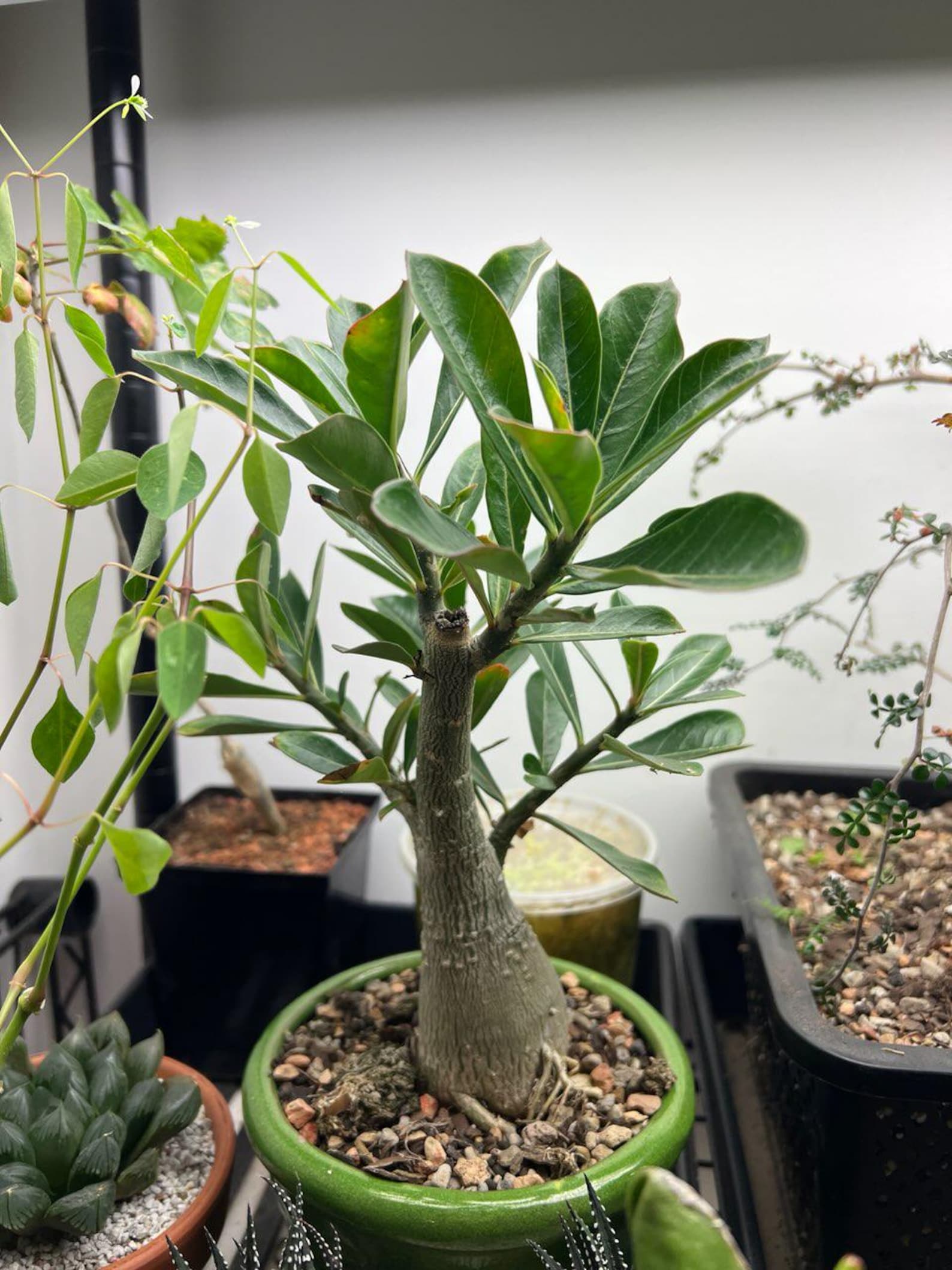 10 X Adenium Obesum Seed (desert Rose), Mixed Colors, Caudex Plant. - Etsy
