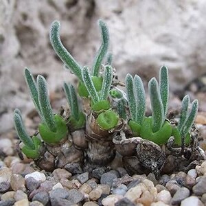 10x Monilaria Moniliforme Seeds for Planting, Easy Succulent Seeds ...