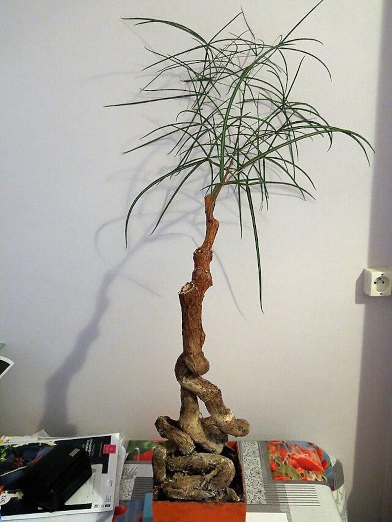 10x Brachychiton Rupestris Seeds -queensland Bottle Tree, Bonsai/caudex ...