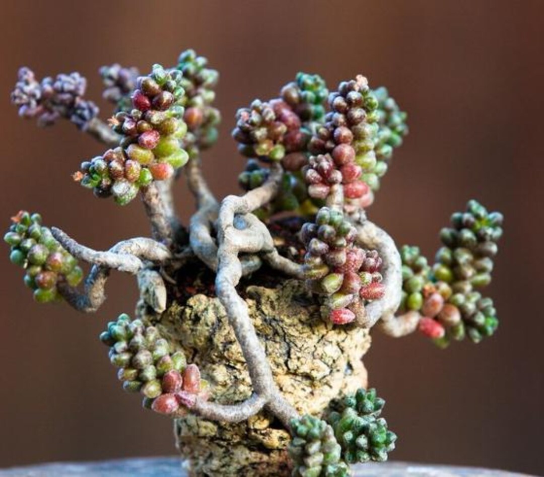 10x Sedum Furfuraceum Seeds, Unique Bonsai Seeds, Perfect for Succulent ...