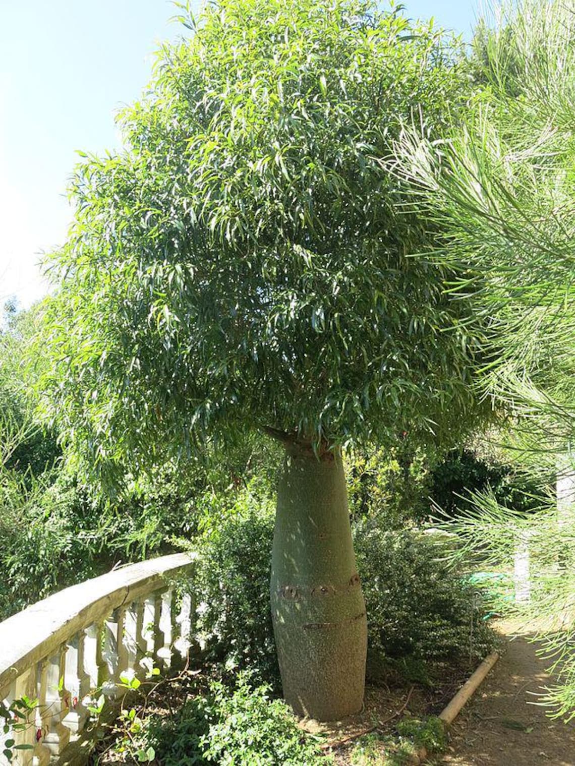 10x Brachychiton Rupestris Seeds -queensland Bottle Tree, Bonsai/caudex ...