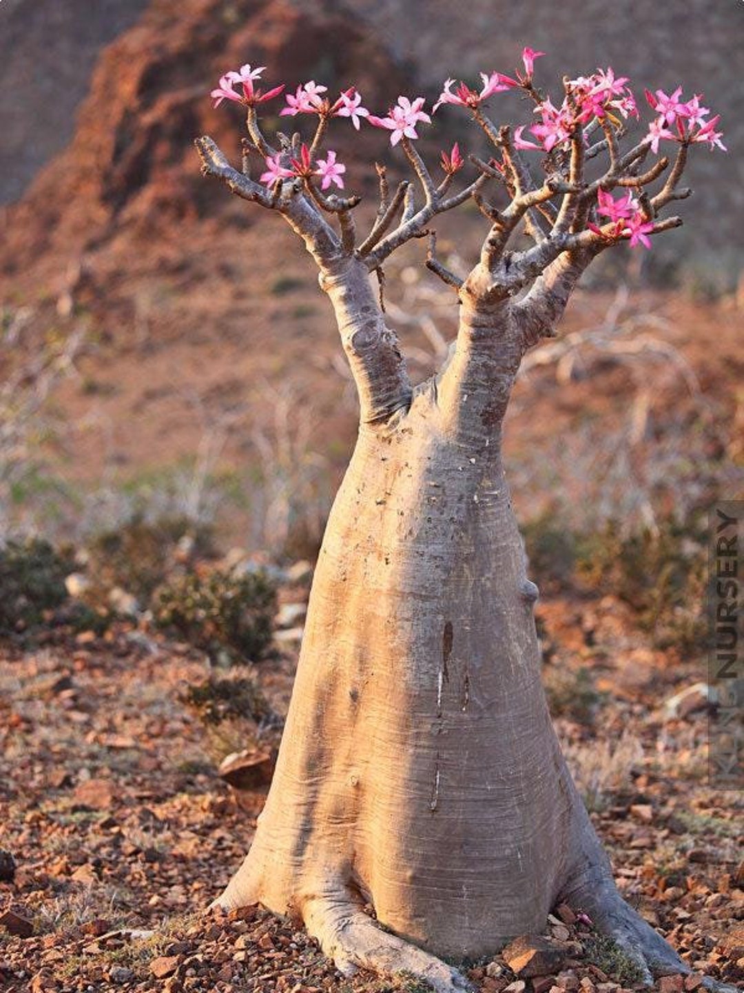 10 X Adenium Obesum Seed Desert Rose Plant, Exotic Succulent Seeds ...