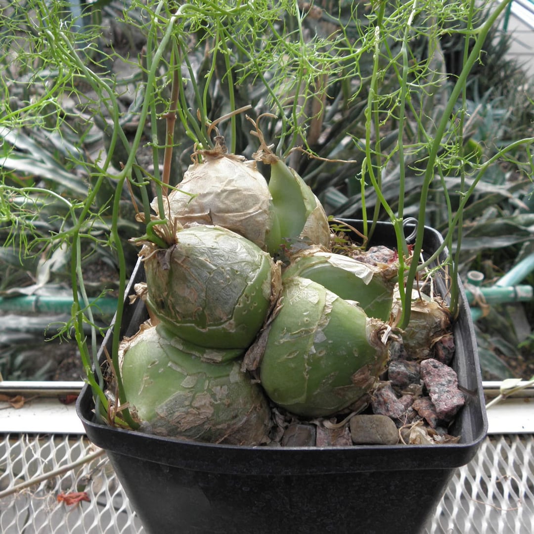 Bowiea Volubilis Seed - 5 Count. Climbing Onion. - Etsy