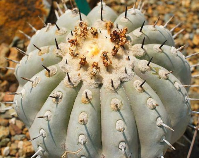 10x Rare Copiapoa Cinerea Seed, Desert Cactus Seeds, Specimen Collector ...