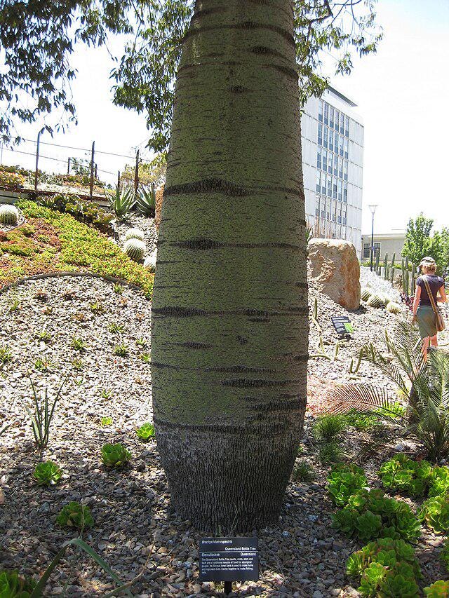 10x Brachychiton Rupestris Seeds -queensland Bottle Tree, Bonsai/caudex ...