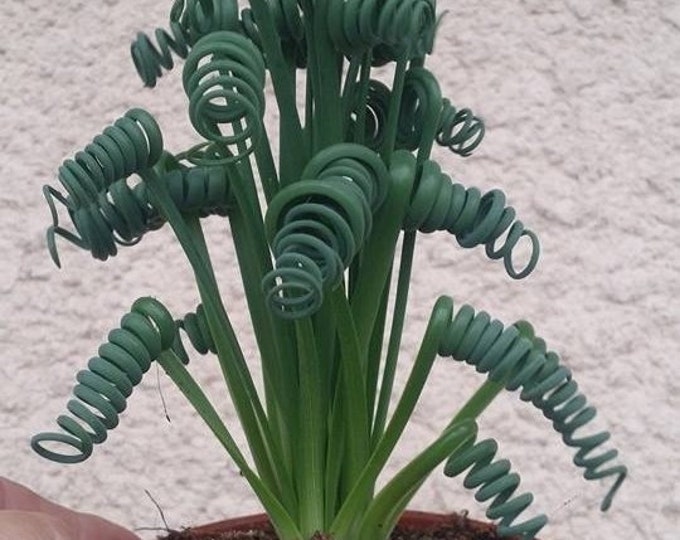 Albuca Spiralis Seed - 5 Count Rare Seed - Etsy