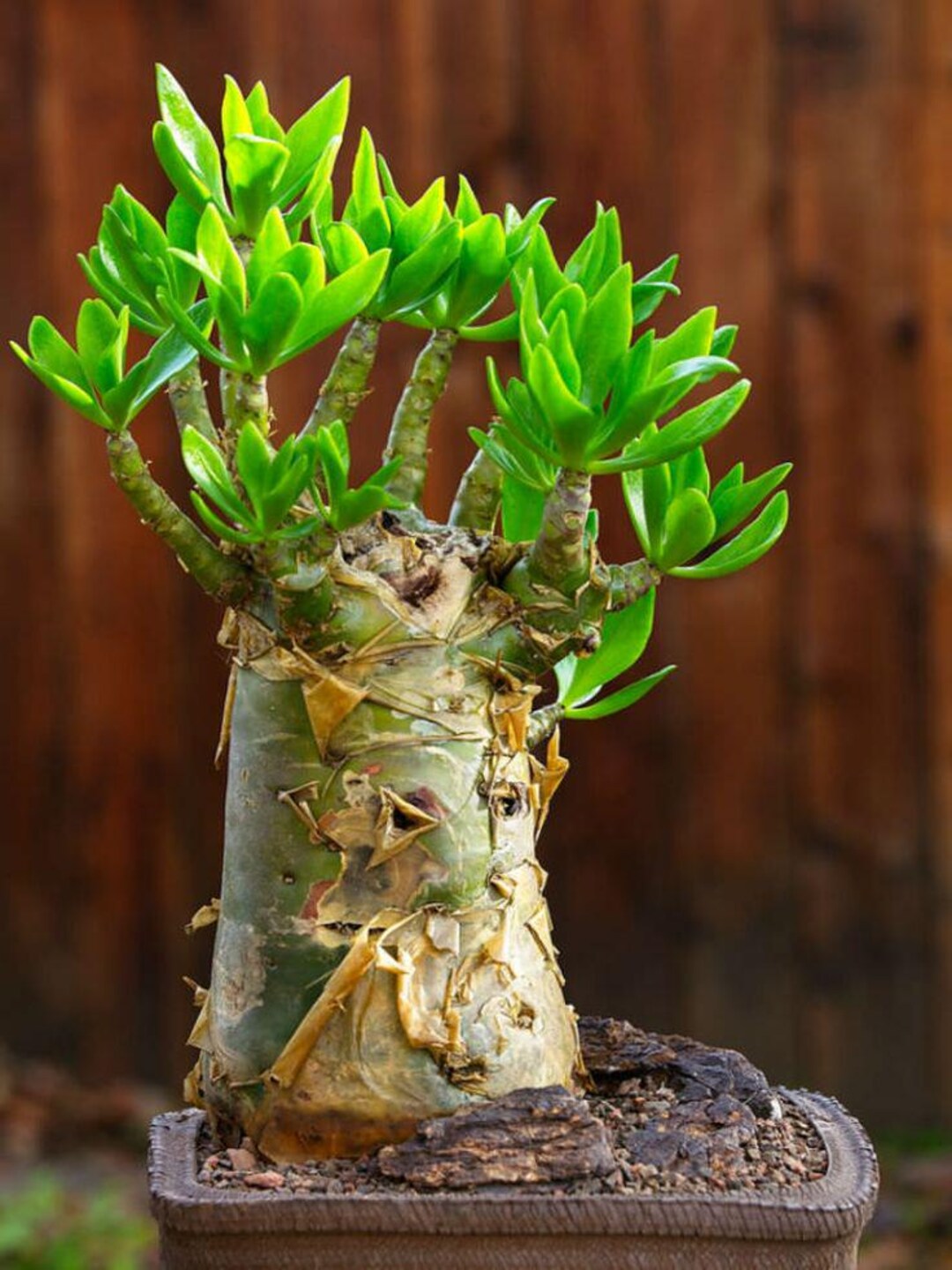 20x Tylecodon Paniculatus Seeds, Butter Tree, Caudex Plant Seeds ...