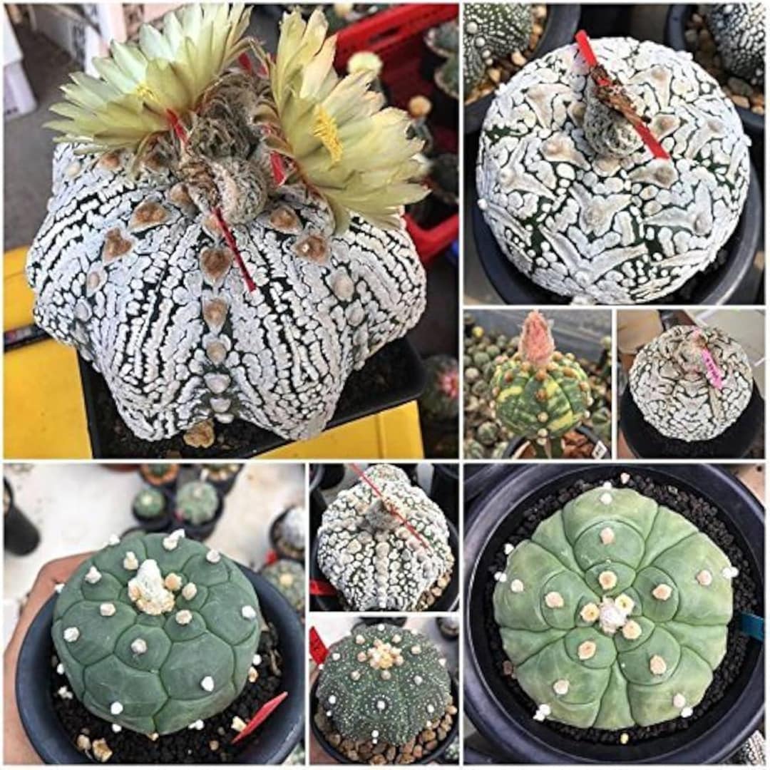 20x Astrophytum Mixed Hybrid Seeds, Cacti Planting Seeds, Succulent ...
