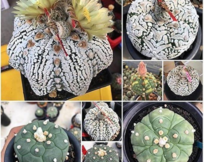 20x Astrophytum Mixed Hybrid Seeds, Cacti Planting Seeds, Succulent ...