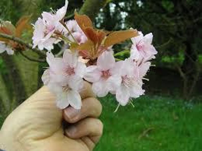 10x Prunus Serrulata 'spontanea' Cherry Seeds, Bonsai Tree, Mini Cherry ...