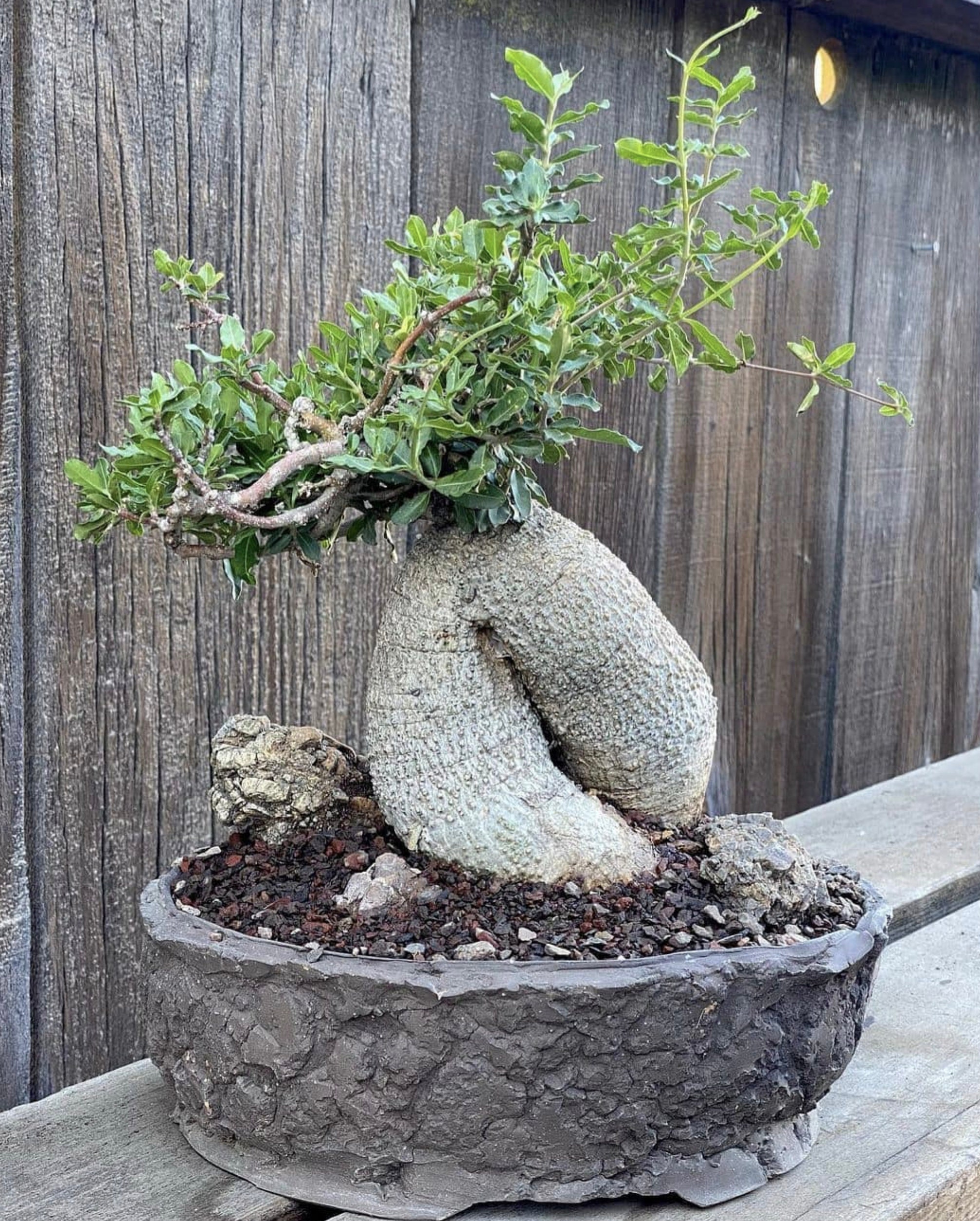 5x Fockea Edulis Seeds, Exotic Caudex Succulent Plant, Rare Seeds for ...