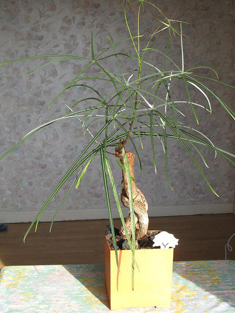 10x Brachychiton Rupestris Seeds -queensland Bottle Tree, Bonsai/caudex ...