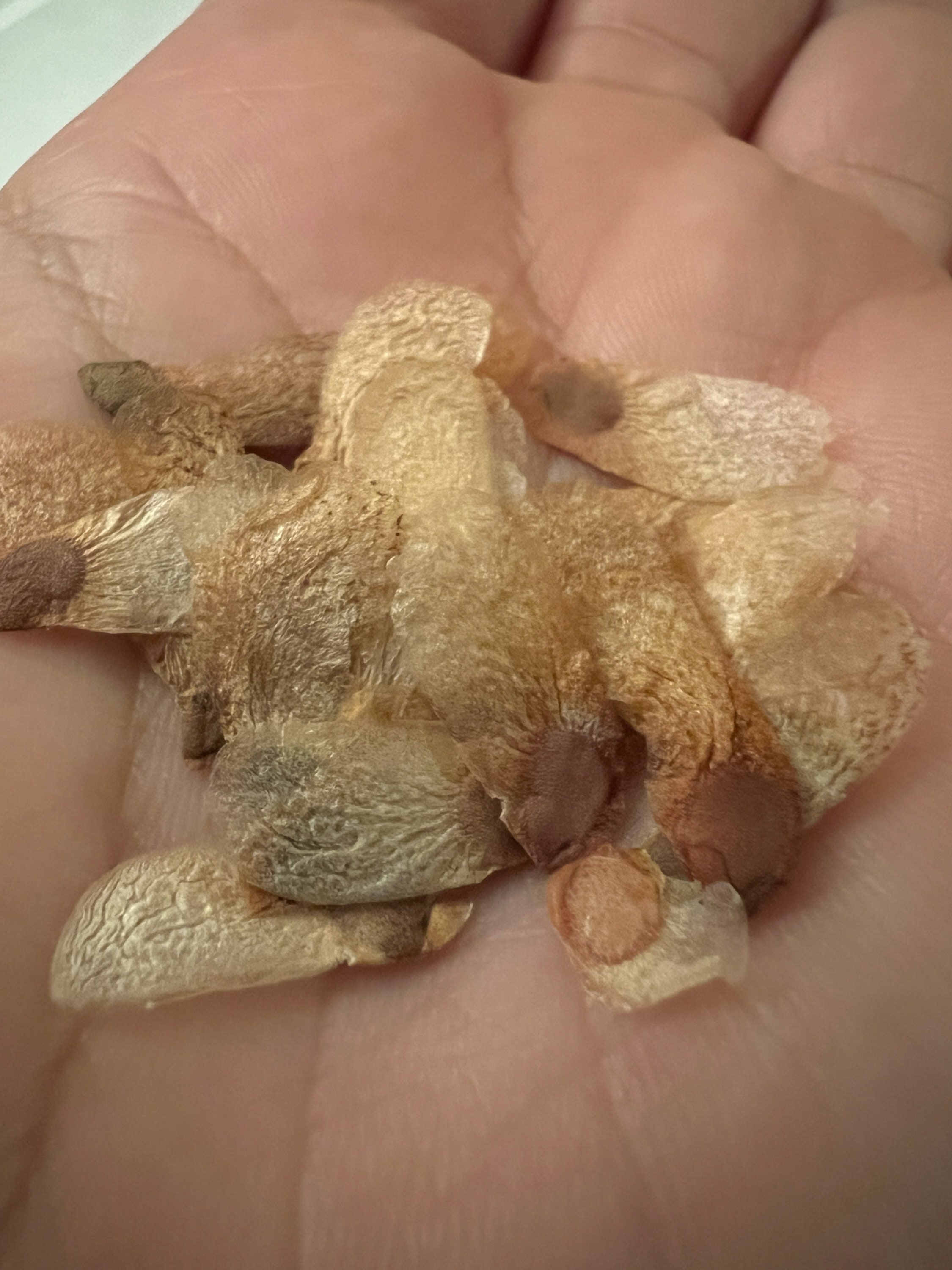 Dioscorea Elephantipes - 5 Seeds - Etsy