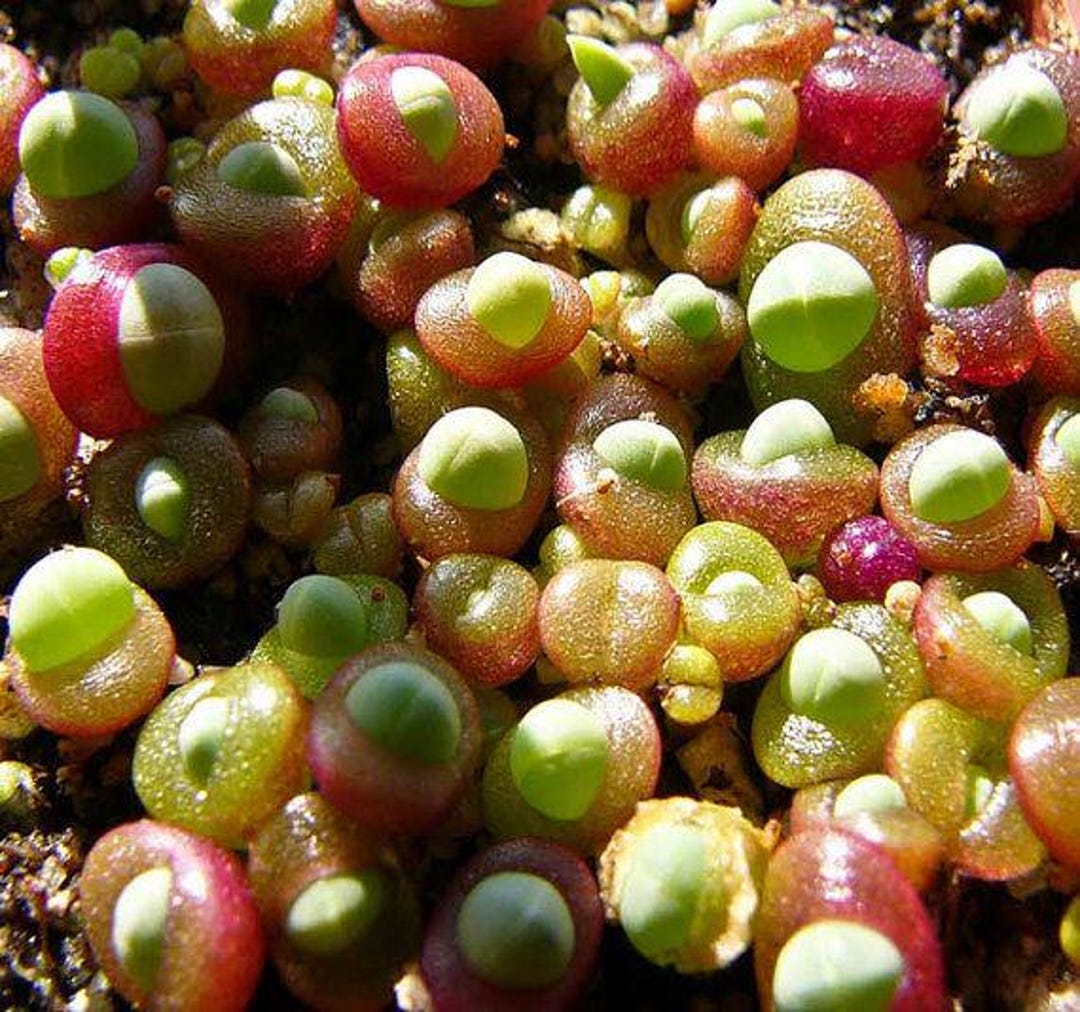 Gibbaeum Comptonii – 20 Seeds, Mesemb Plant. - Etsy