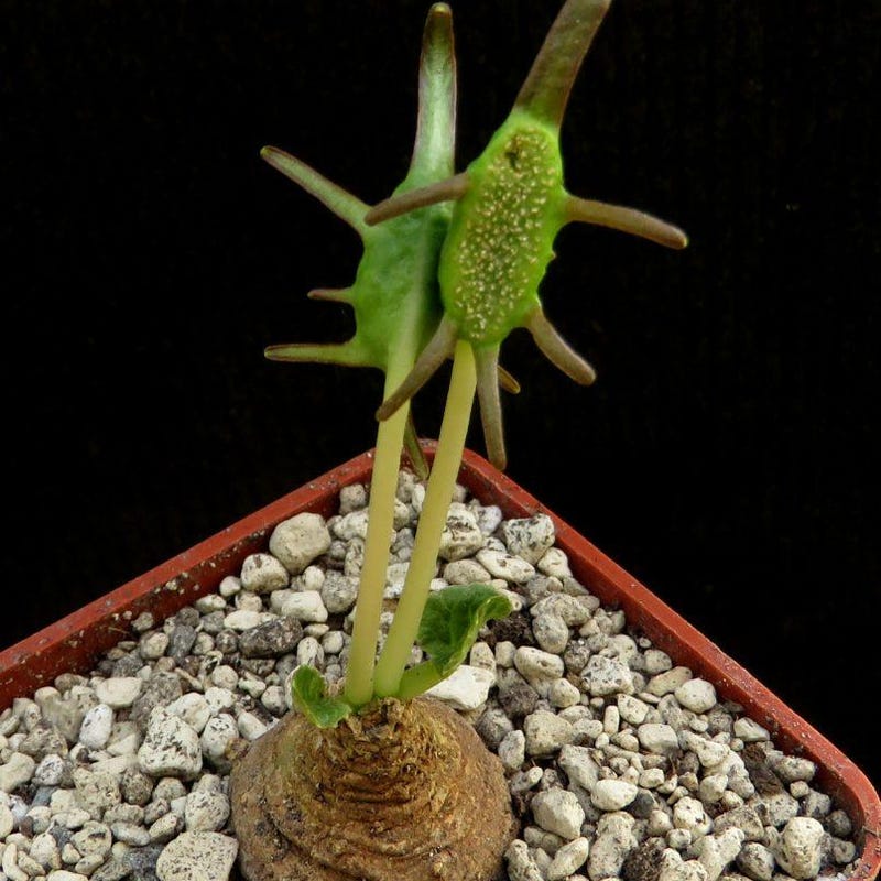 Caudex - Etsy