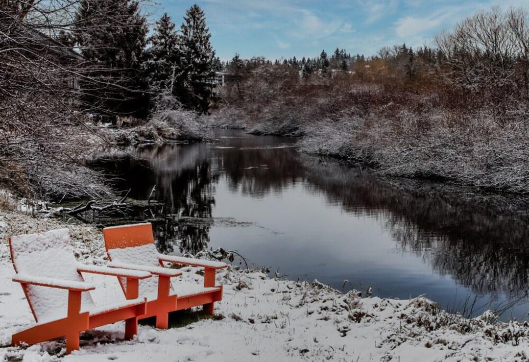 Winter Nature Print, Mercer Slough Wetlands, Bellevue (snowy Morning ...