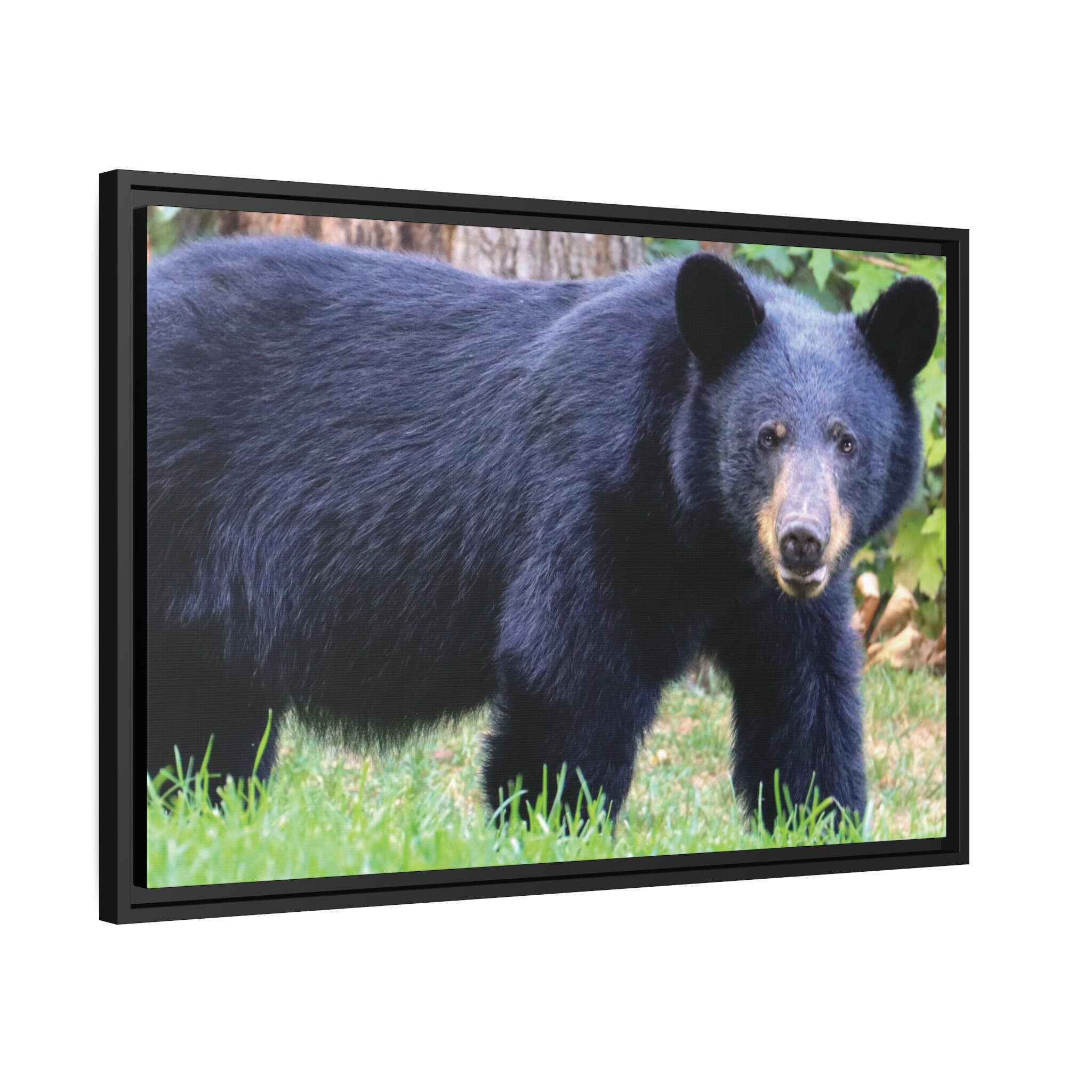 Original Photography Black Bear big Boy on Matte Canvas, Black Frame - Etsy